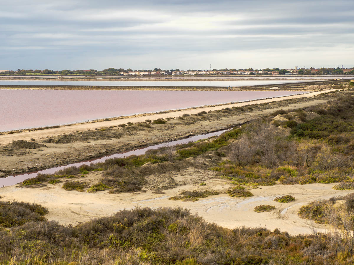 Bulls, horses, flamingos and salt: The Camargue – Ramblings