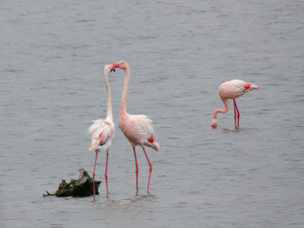 Bulls, horses, flamingos and salt: The Camargue – Ramblings