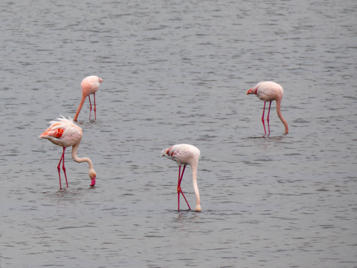Bulls, horses, flamingos and salt: The Camargue – Ramblings