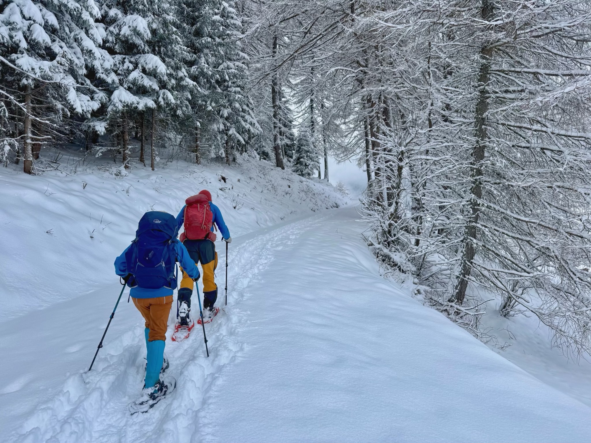 A forest adventure on snowshoes – Ramblings